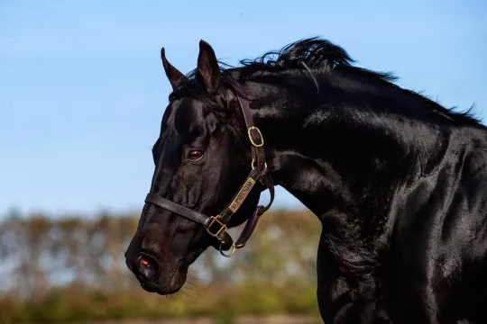 Faites saillir vos juments au Haras de Montaigu